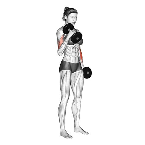 Alternating Hammer Curls Dumbell Hammer Curl Bicep Curls Dumbbell