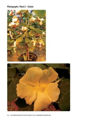 Plant Phylogeny Lab PDF