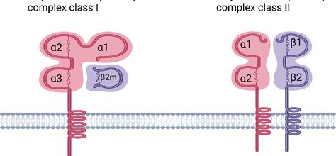 Figure From Polymorphism Of HLA And Susceptibility Of Breast Cancer Semantic Scholar