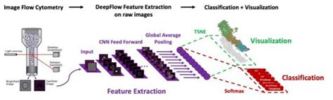 Automating Genotoxicity Assays With Imaging Flow Cytometry And Deep Learning MATLAB Simulink