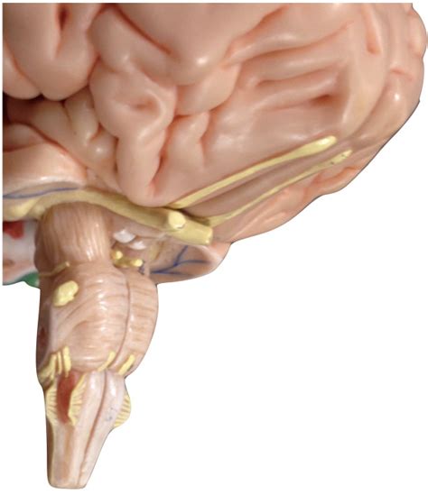 Inferior Anterior Right Lateral View External Brain Structures Temporal Lobe And Cerebellum