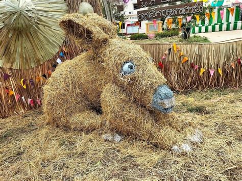 ទន្សាយតាកែវកាងជាងគេ ឆ្នាំនេះប្លែកខ្លាំង មើលរូបទន្សាយ មានគ្រប់ទម្រង់តាមខេត្តនានា Khmerload