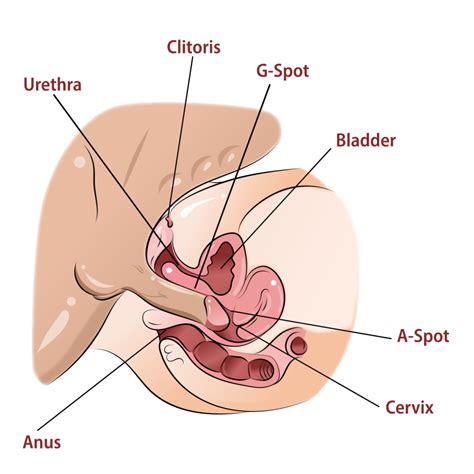 Cowbabe Sex Position Technique Tips And Tricks For Deeper Hotter Sex Babe Of Squirt