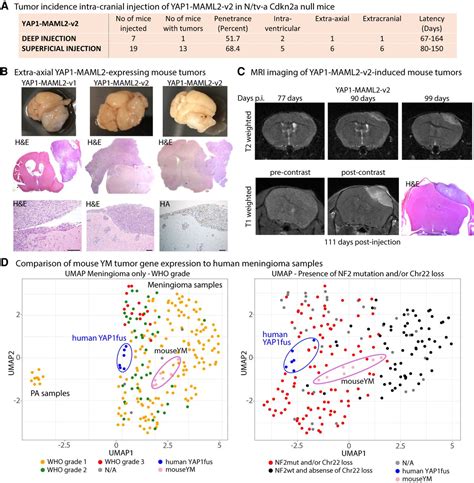 Both Yap1 Maml2 And Constitutively Active Yap1 Drive The Formation Of