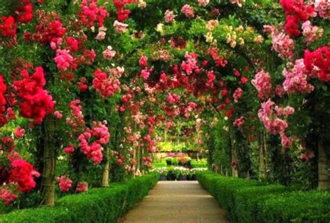 ილილოს ყვავილები