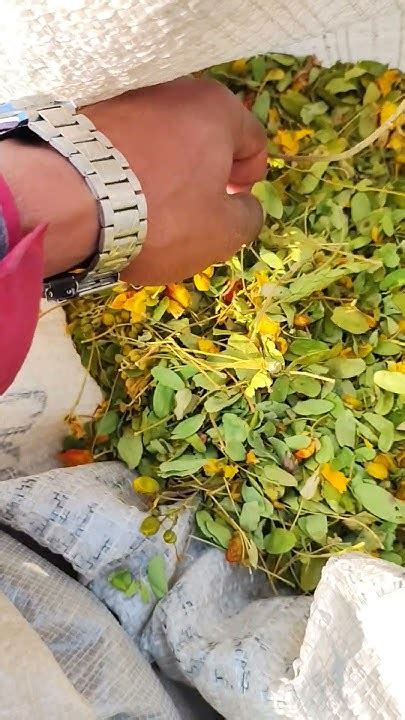 नीमच औषधि मंडी में औषधियों के भाव Shorts Youtube