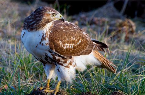 Species Of Hawk In Virginia Inc Awesome Photos Species Of Hawk In Virginia Inc Awesome Photos