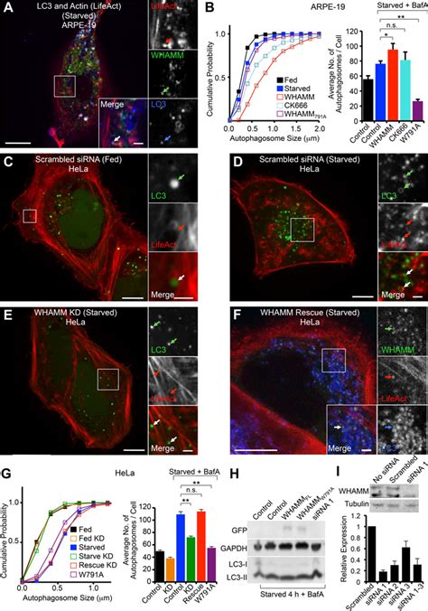 Whamm Directs The Arp2 3 Complex To The Er For Autophagosome Biogenesis Through An Actin Comet