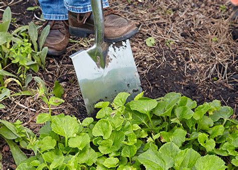 Simple Ways To Divide Plants Garden Gate