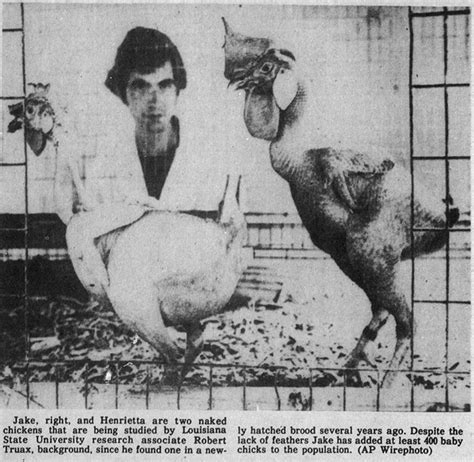 Naked Chicken Research