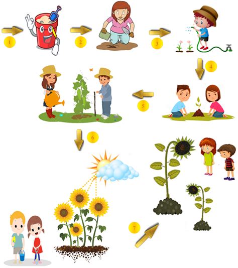 Sunflower Optimization Algorithm Sfo Population Based Nature