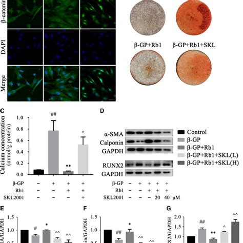 Rb1 Activates Ppar‐γ And Down‐regulates The Wntβ‐catenin Pathway A