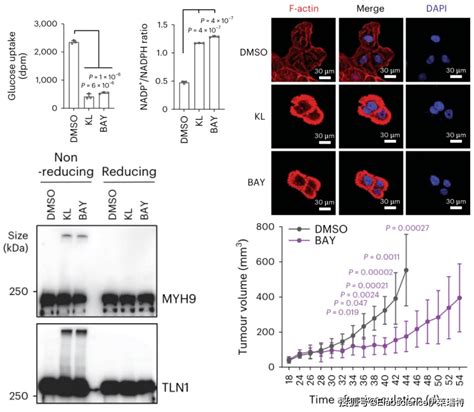 Elabscience为您介绍一种新的细胞死亡方式——双硫死亡 诱导 葡萄糖 饥饿