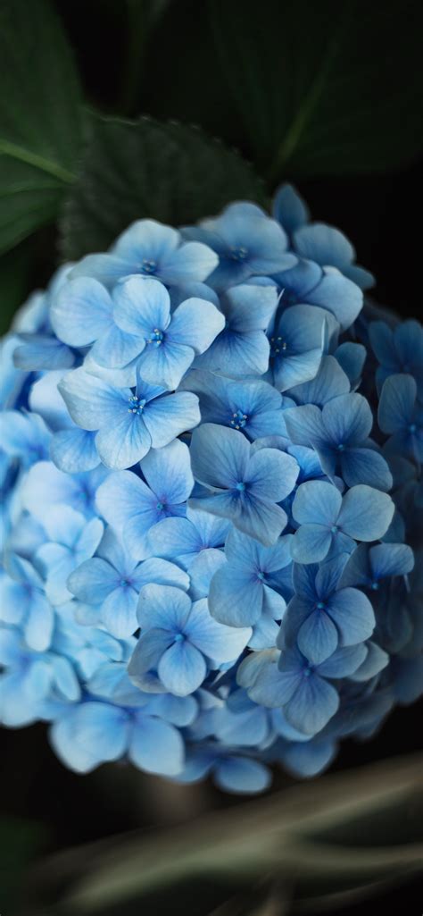 Голубые цветы Обои 1170x2532 iPhone 13, 13 Pro, 12, 12 Pro