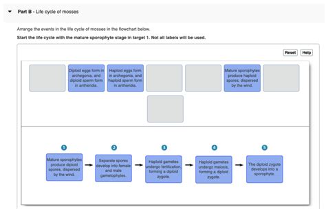 Solved Is This Rightthe Events In The Life Cycle Of Mosses