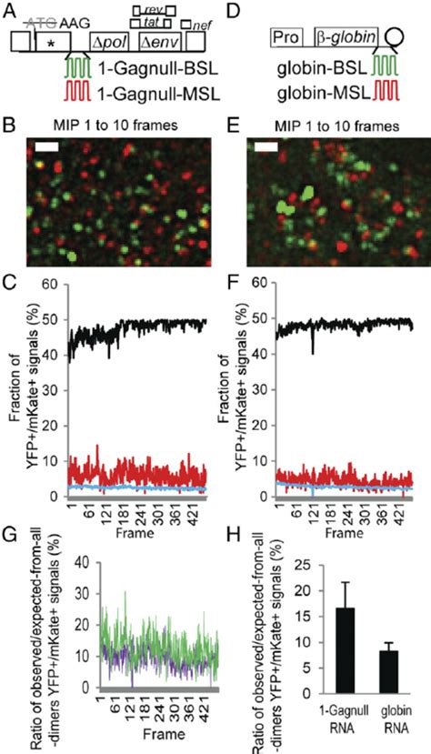 Simultaneous Detection Of Two Rnas Labeled With Yfp And Mkate General Download Scientific