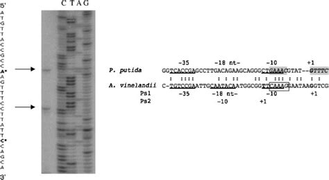 Primer Extension Analysis Of The Psra Gene And Comparison Of The
