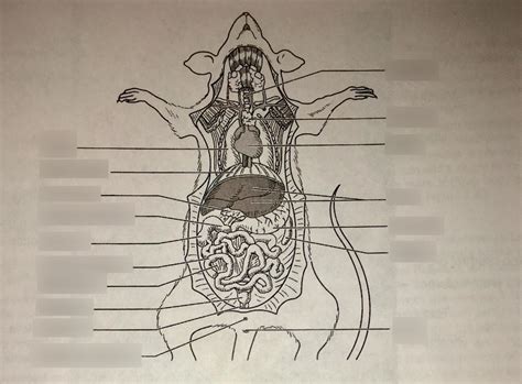 Rat Dissection Virtual Lab At Patricia Bartholomew Blog