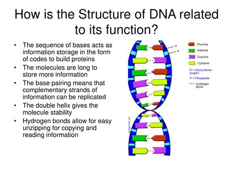Dna Structure And Function Worksheets