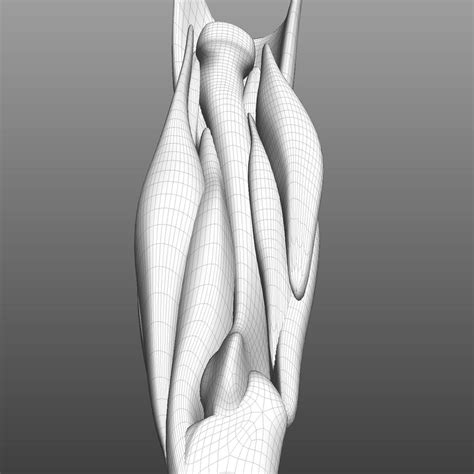 Human Biceps Structure 3d Model By Azulutak