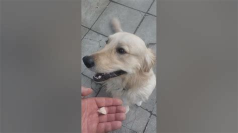 ოქროსფერი რეტრივერი ტედი 555106050 ძაღლის გაწვრთნა Youtube