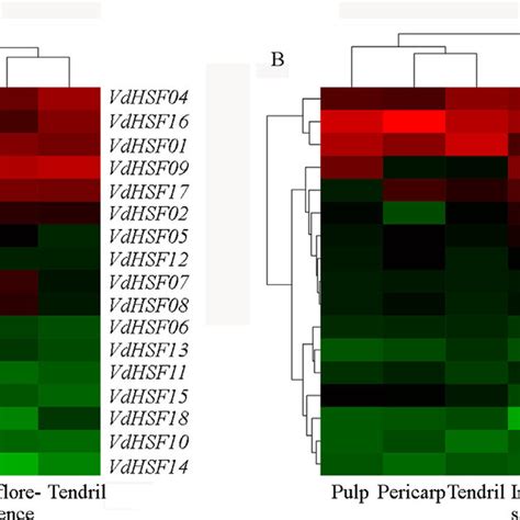 Average Linkage Hierarchical Clustering Analysis Of The Hsfs Expression Download Scientific