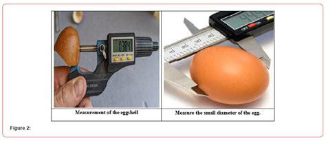 External And Internal Conditions Affecting Fertilization And Hatching Of Avian Eggs Iris Publishers