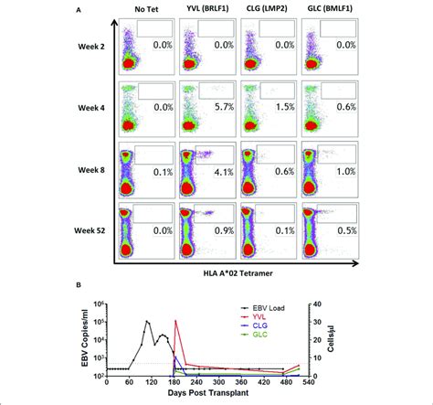 Mhc I Tetramer Analysis Of Ebv Epitope Specific Cd8 T Cell Responses Download Scientific