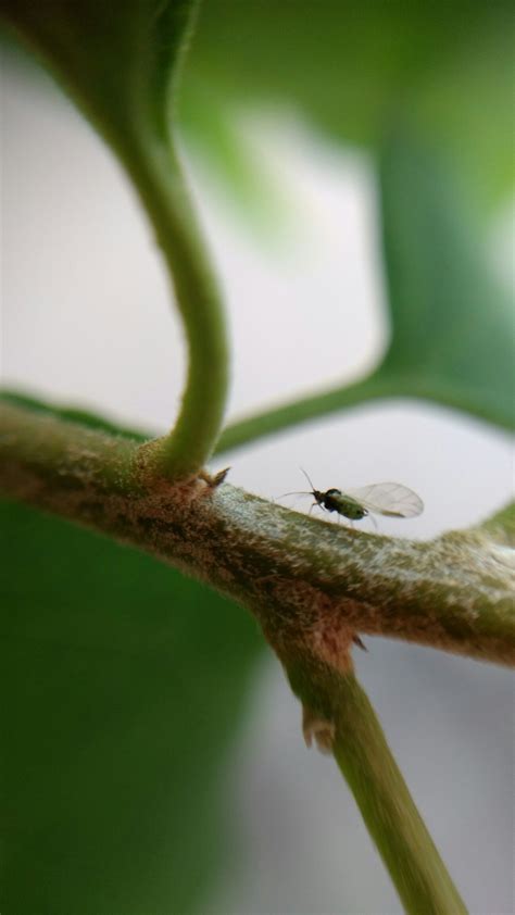 Bug Macro Lens Plant Macro Lens Plants Plant Planets