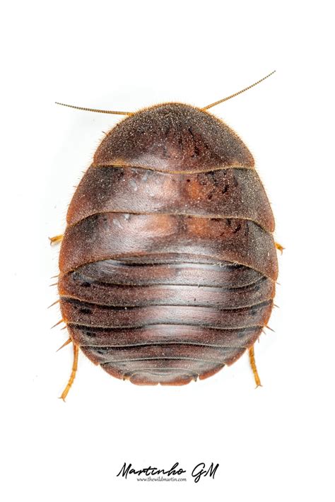 Eupolyphaga — The Wild Martin