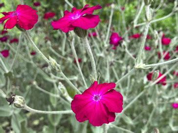 カズ花散歩PREMIUM 花探偵団No 645 スイセンノウ