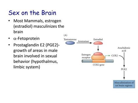 Ppt Sex Determination Powerpoint Presentation Free Download Id 2095001