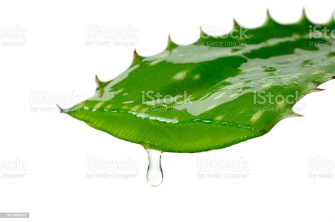 흰색 배경에 고립 된 알로에 베라 잎에서 떨어지는 주스 한 방울 선인장에 대한 스톡 사진 및 기타 이미지 선인장 슬라이스 가시 Istock