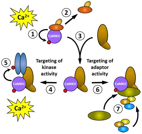 Calcium Calmodulin Stimulated Protein Kinase Ii Camkii Different Functional Outcomes From