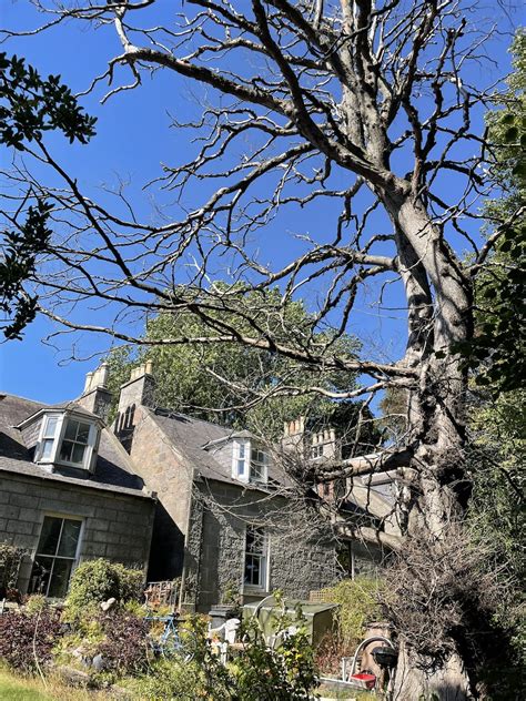 Tree Preservation Order Check Epic Tree Care