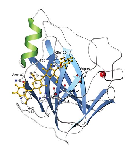 Cellulose Binding Domain