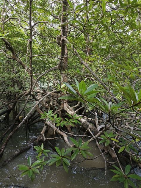 Strong Mangrove Root System Prevents Abrasion On The Coast Of Sebatik Island Stock Image Image