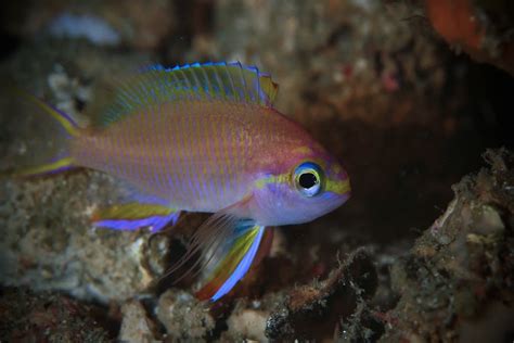 キシマハナダイ19 夕刊 鎌倉潜水