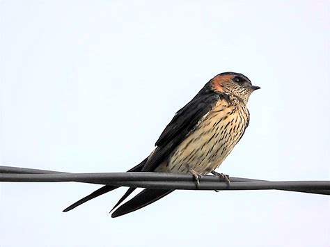 コシアカツバメ 2023 06 09 日本の野鳥識別図鑑
