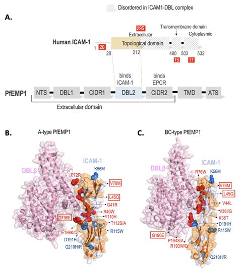 Human Intercellular Adhesion Molecule 1 Icam 1 And Plasmodium Download Scientific Diagram