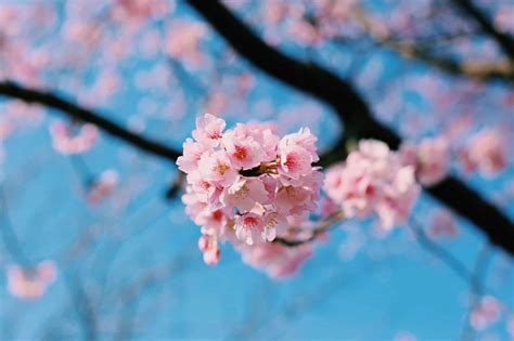 さくらのドメインでさくらインターネットから他社のレンタルサーバーに移転するときに必要なドメイン設定 Miyuki Blog