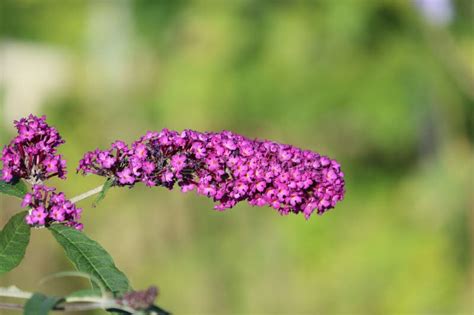 Sweden Buddleja Davidii City Of Linkoping Ostergotland Province