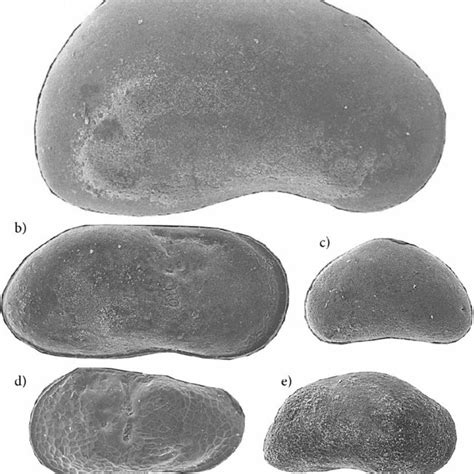 Sem Photographs Showing External Views Of Lacustrine Fossil Ostracodes