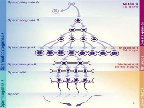 Differentiation And Maturation Of Spermatogenic Stem Cell Pptx