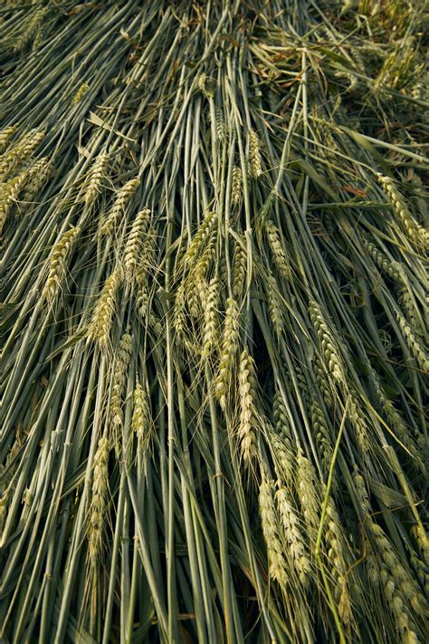 가을 길 거친 검정과 녹색 경치 계절 고독한 나무 고요한 골든 아워 그림 같은 길 끝없는여름 나무 녹색 녹지 놀라운 농업 농지 농촌의 들판