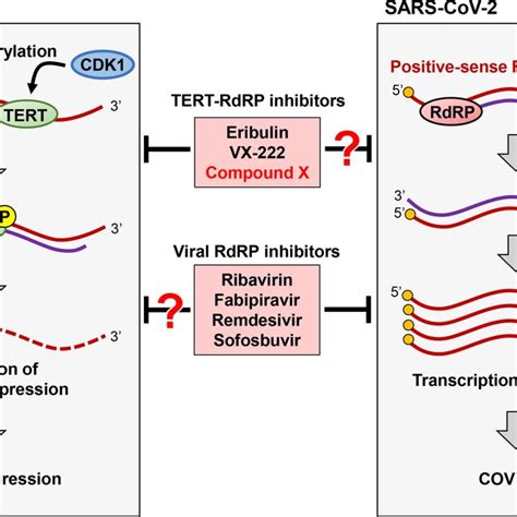 Life Cycle Of Positive‐ And Negative‐sense Single‐stranded Rna Ssrna Download Scientific