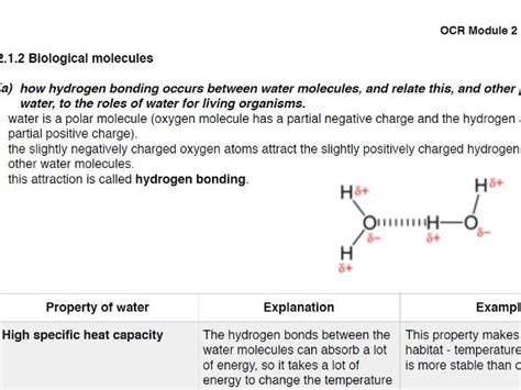 OCR A A Level Biology Module Revision Notes Pdf Teaching Resources