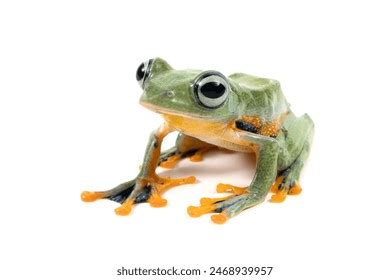 Tree Frog 2K Wallpaper Download