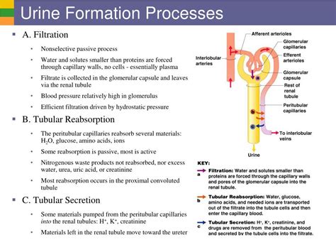 Steps Of Urine Formation In Nephron At Marty Bright Blog