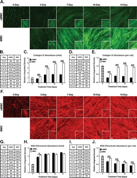 Characterization Of Collagen Iv And Cellular Fibronectin Organization